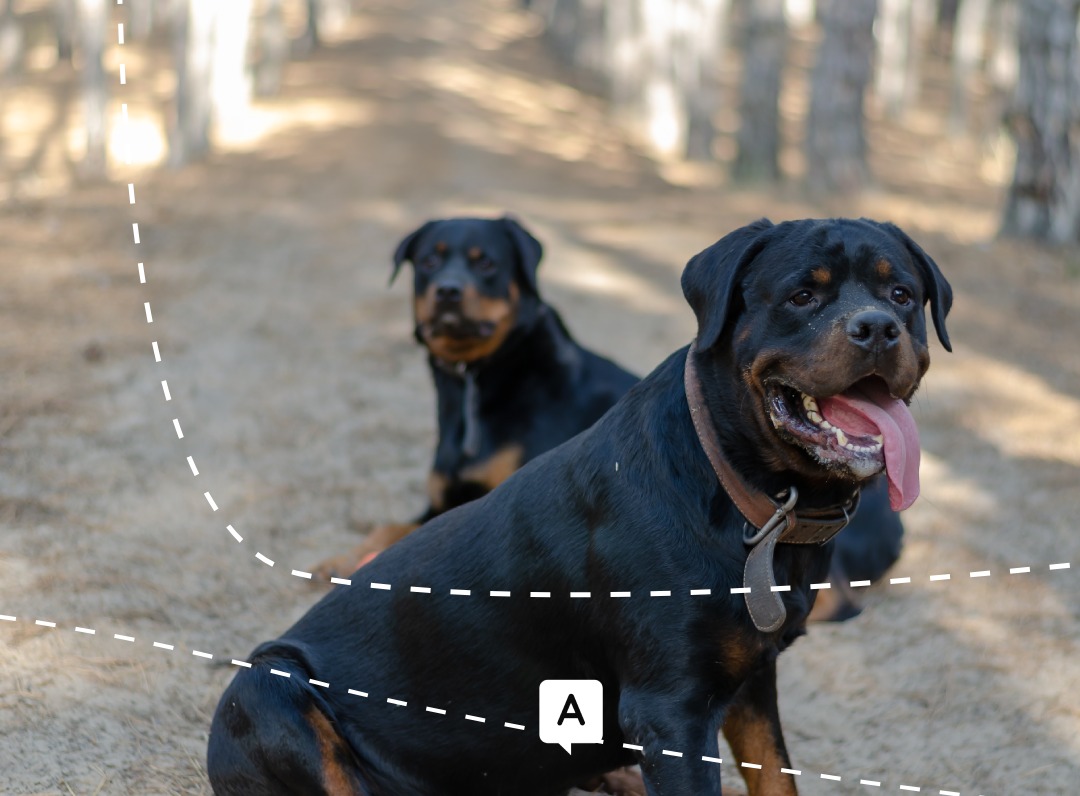 Comment assurer un chien de catégorie 1 ou 2 ? - AcommeAssure